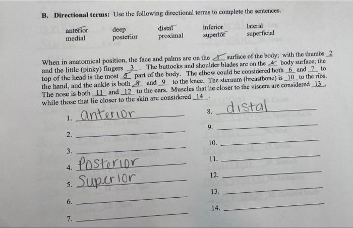 [Solved]: B. Directional terms: Use the following direction
