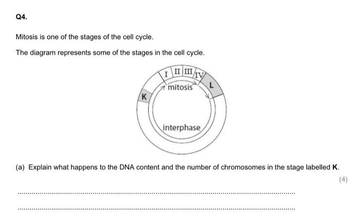 Solved Q4. Mitosis is one of the stages of the cell cycle. | Chegg.com