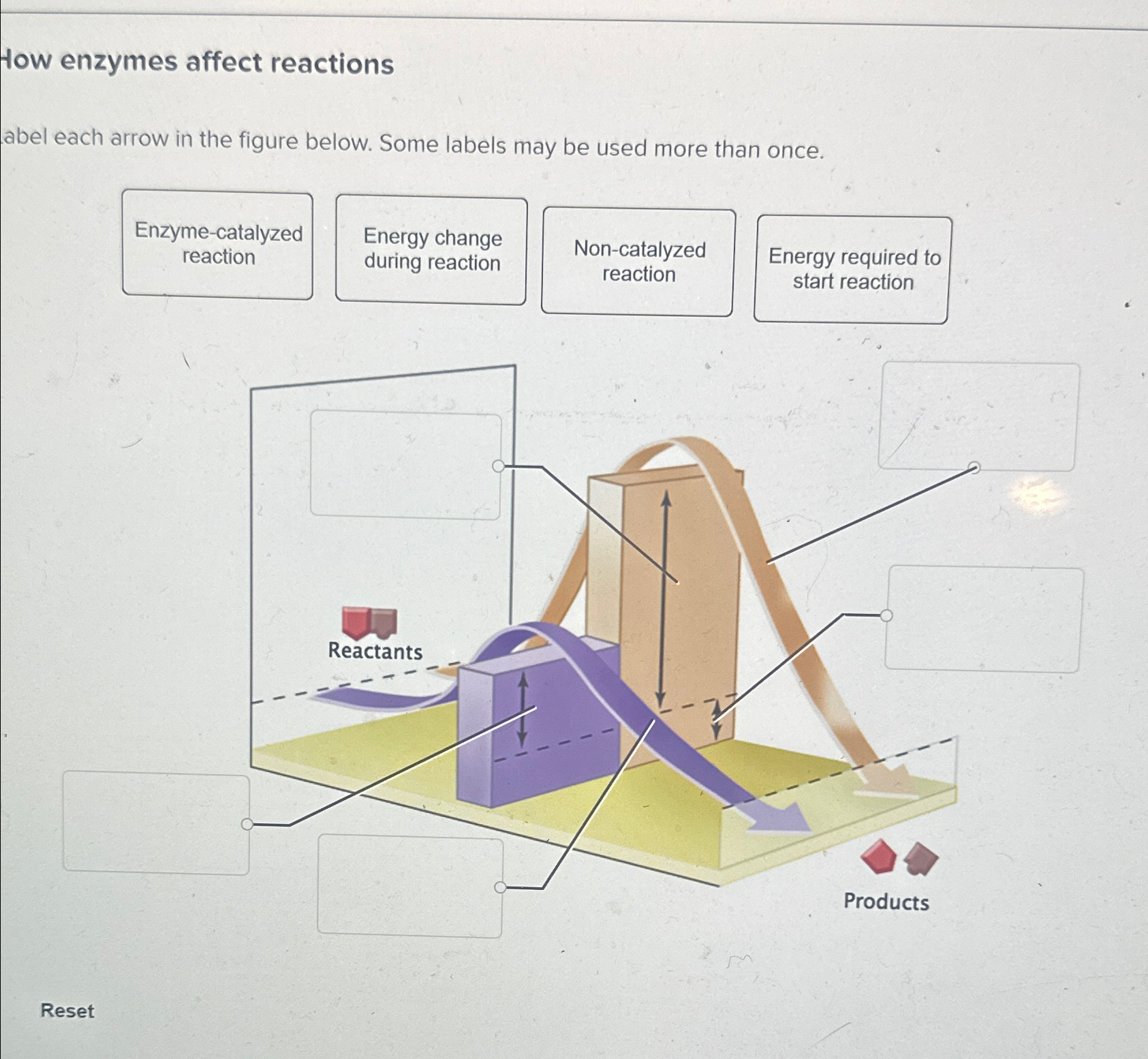 Solved How enzymes affect reactionsabel each arrow in the | Chegg.com