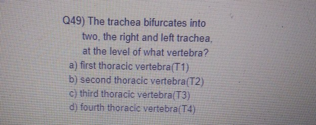 Solved Q49) The trachea bifurcates into two, the right and | Chegg.com