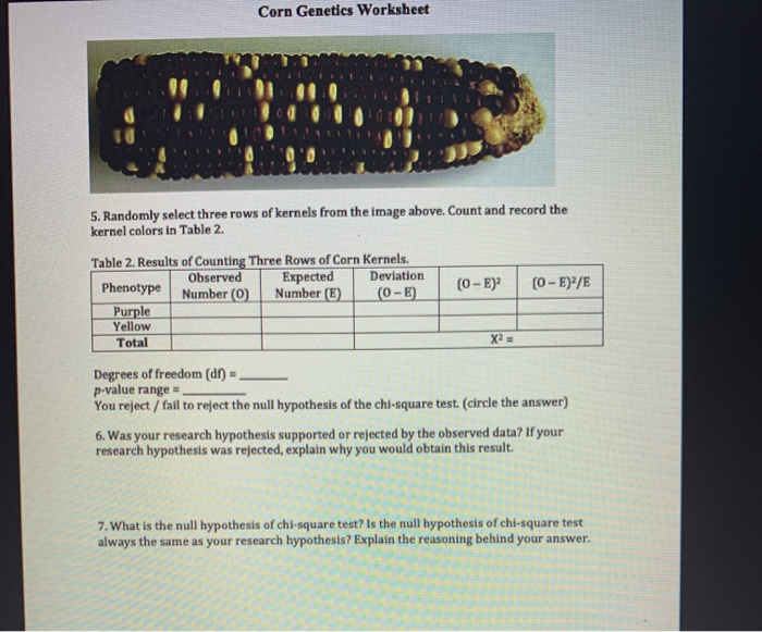 Corn Genetics Worksheet 5. Randomly select three rows | Chegg.com