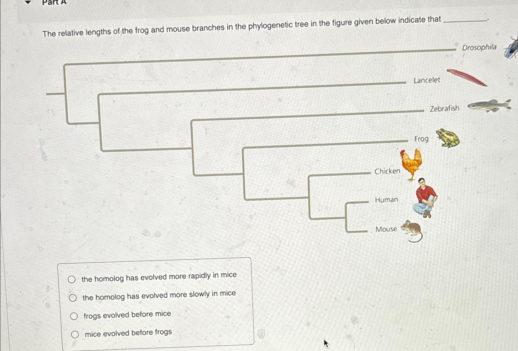 The relative lengths of the frog and mouse branches | Chegg.com