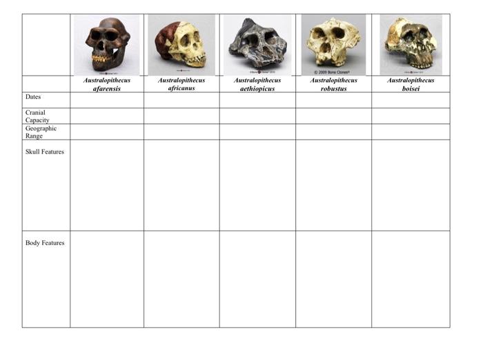 Dates Cranial Capacity Geographic Range Skull | Chegg.com