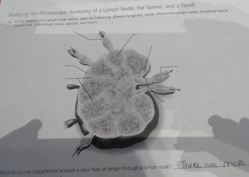 Solved Studying the Microscopic Anatomy of a Lymph Node, the | Chegg.com