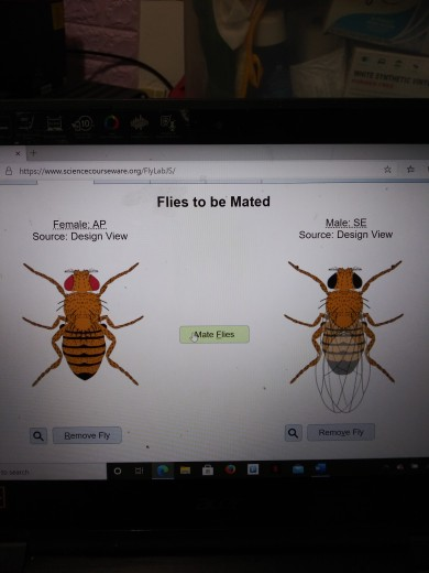 A. Cross 1-Female Apterous × Male Sepia (Dihybrid | Chegg.com
