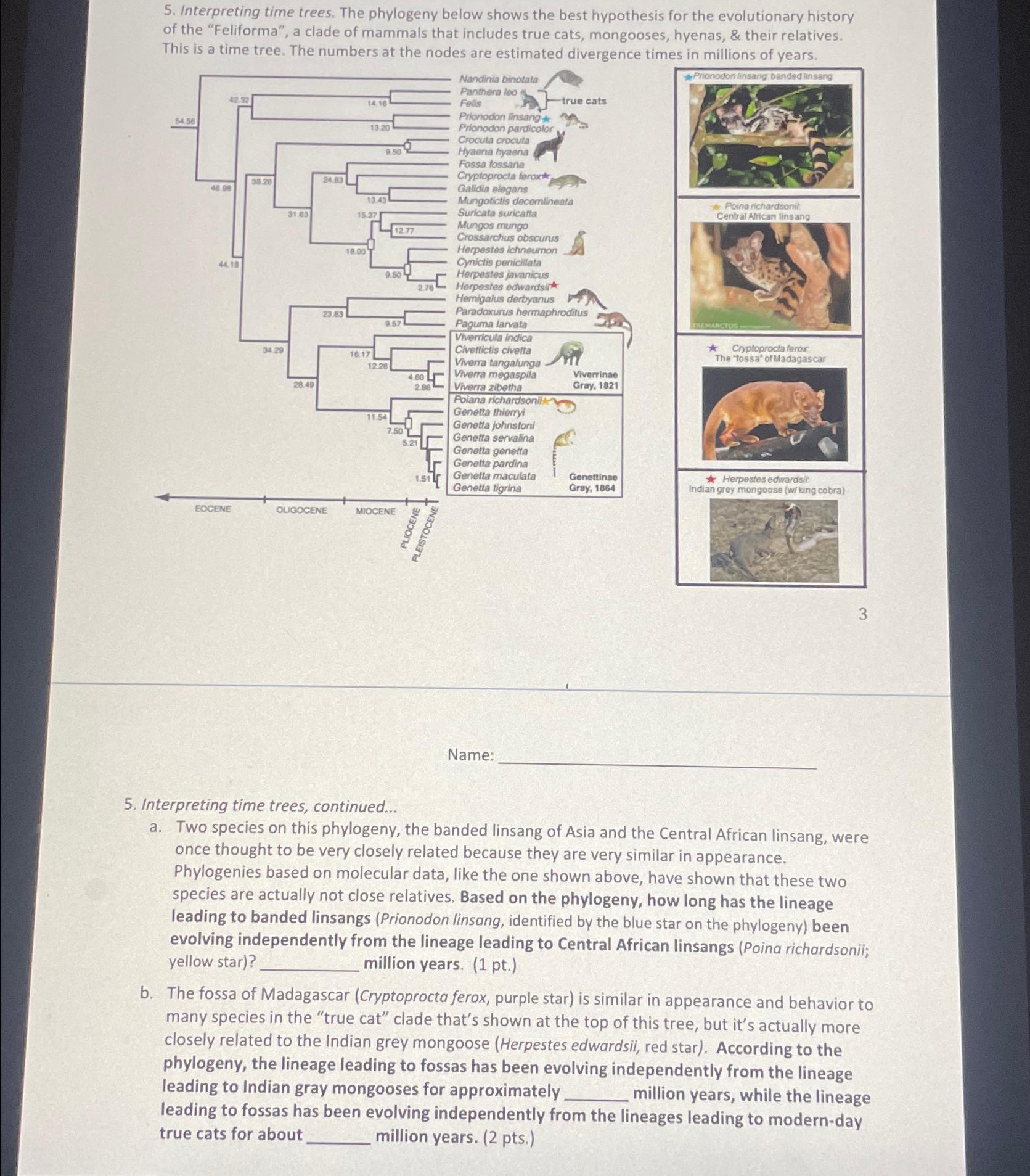 Solved Interpreting time trees. The phylogeny below shows | Chegg.com