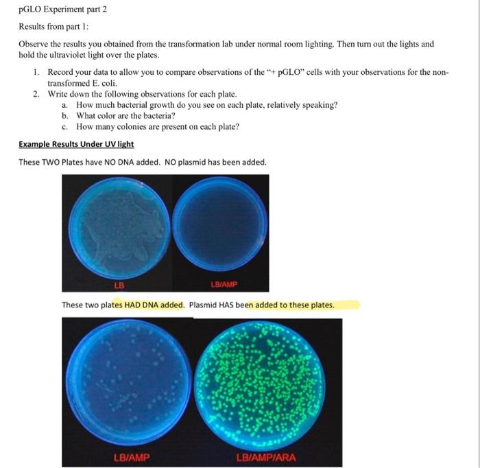 Solved pGLO Experiment part 2 Results from part 1: Observe | Chegg.com