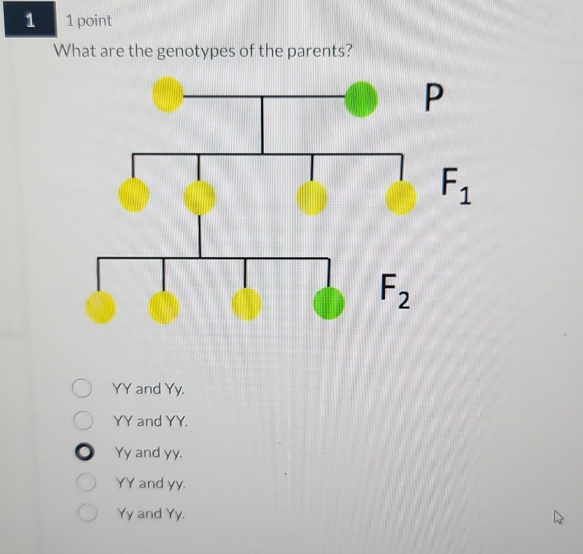 Solved What are the genotypes of the parents? YY and Yy. YY | Chegg.com