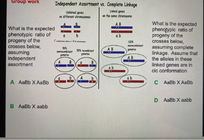 Solved it Group work Independent Assortment vs. Complete | Chegg.com