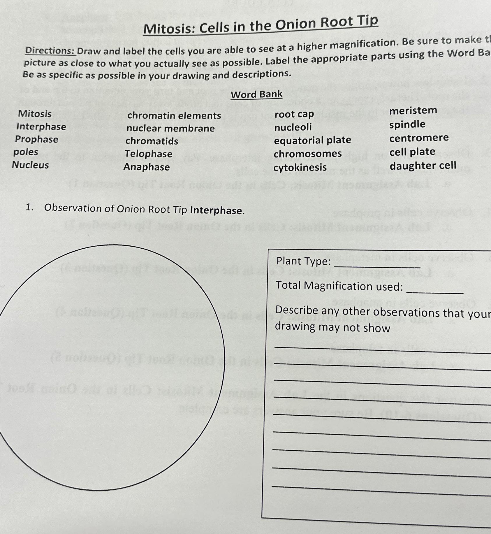 Solved Mitosis: Cells in the Onion Root TipDirections: Draw | Chegg.com
