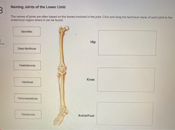 Solved Naming Joints of the Lower Limb 3 The names of joints | Chegg.com