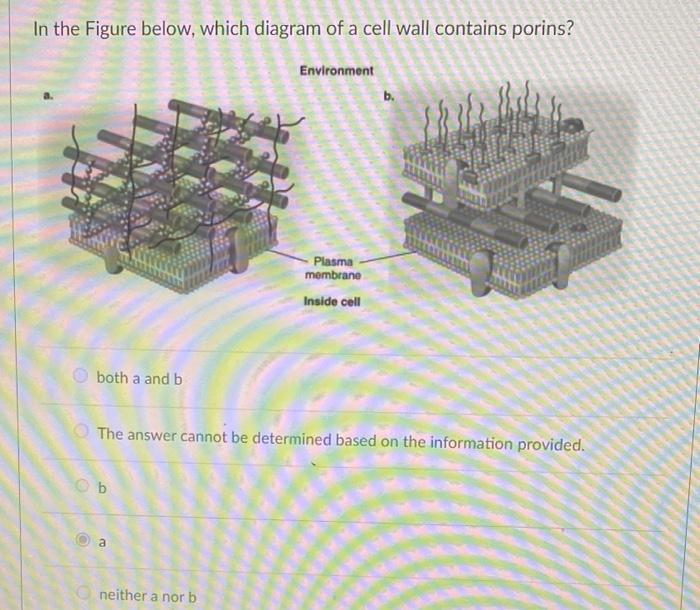 Solved In the Figure below, which diagram of a cell wall | Chegg.com
