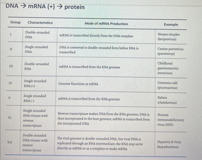 Solved Baltimore classification Baltimore Classification | Chegg.com