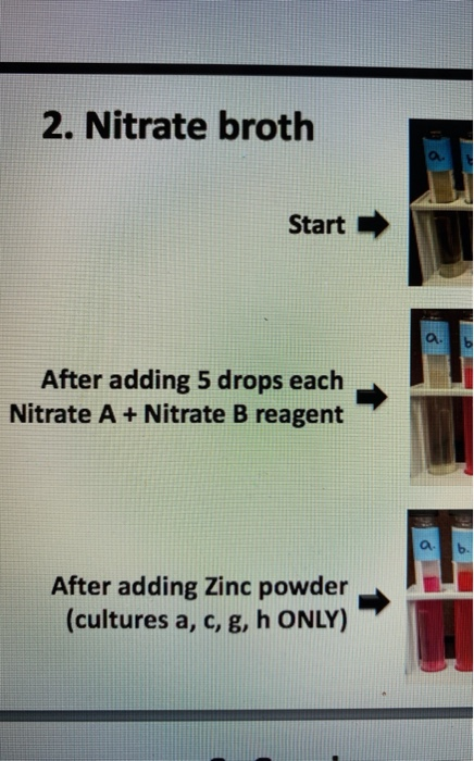 Solved Nitrate Reduction test (pp 154-156). 1. What is the | Chegg.com