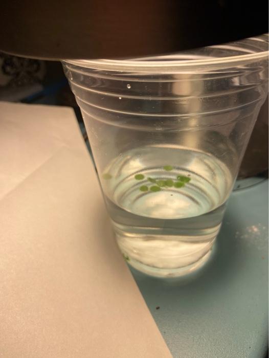 Solved Why do leaf disks float in Co2 & water mixture after | Chegg.com