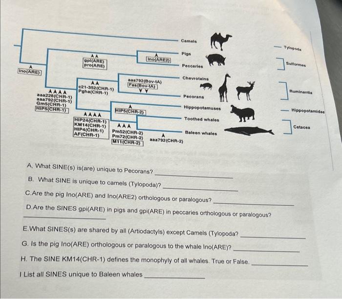 Solved A, What SINE(s) is(are) unique to Pecorans? B. What | Chegg.com
