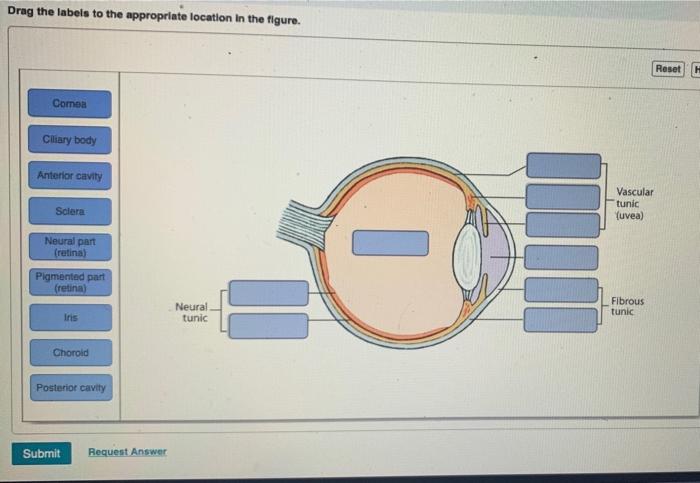 Solved Drag the labels to the appropriate location in the | Chegg.com