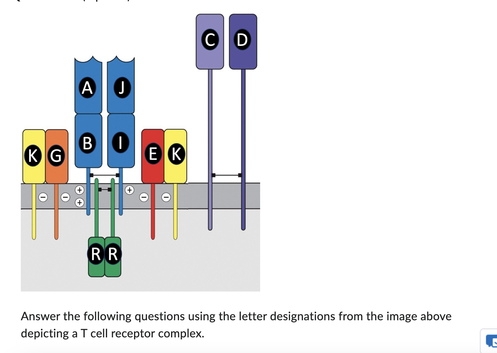 Solved Answer the following questions using the letter | Chegg.com Solved Answer the following questions using the letter | Chegg.com