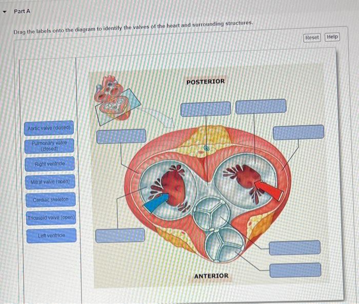 Solved Drag the labels onto the diagram to identify the | Chegg.com