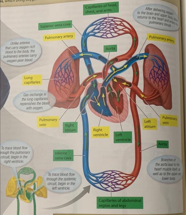 Solved 4. Describe the pathway of blood through the | Chegg.com