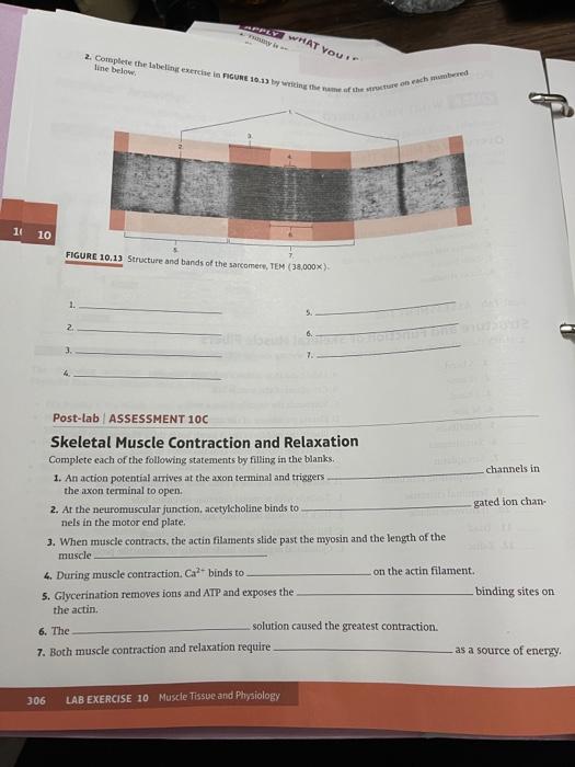 Solved Post-lab Assessments CHECK WHAT YOU LEARNED Post-lab | Chegg.com