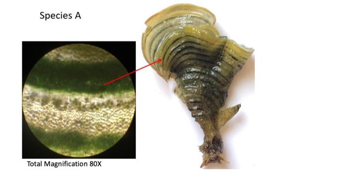 Solved Species A Total Magnification 80X | Chegg.com