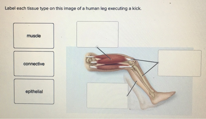 Solved Label each tissue type on this image of a human leg | Chegg.com