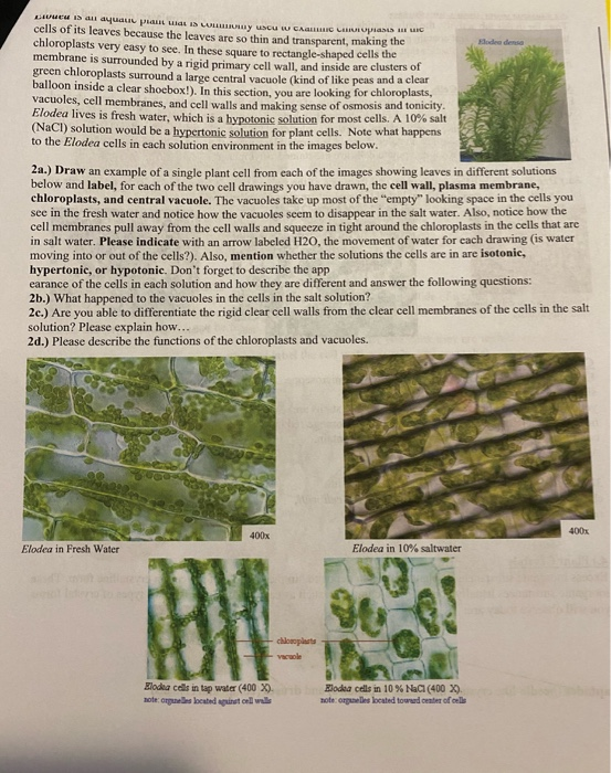 Solved (b) H20 H20 HO Animal cell Normal 2.) Cell Walls, | Chegg.com