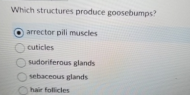 Solved Which structures produce goosebumps?arrector pili | Chegg.com