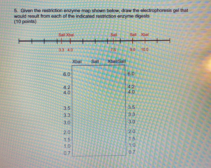 Solved 5. Given the restriction enzyme map shown below, draw | Chegg.com