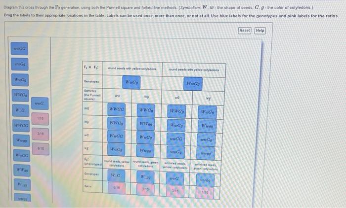 Diagram this crnss through the F2 generation, wsing | Chegg.com