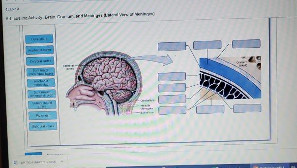 Solved CLab 13 Art-labeling Activity: Brain, Cranium, and | Chegg.com Solved CLab 13 Art-labeling Activity: Brain, Cranium, and | Chegg.com