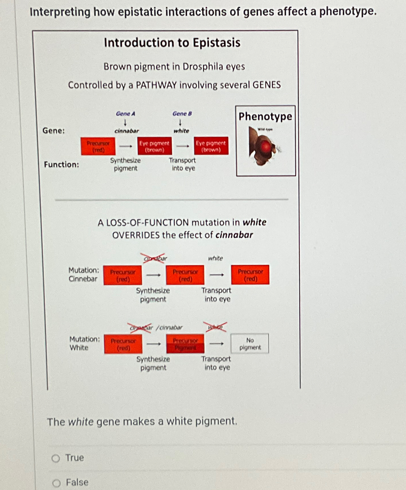 Solved Interpreting how epistatic interactions of genes | Chegg.com