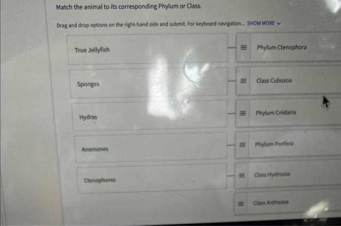 Solved Match the animal to its corresponding Phylum or | Chegg.com