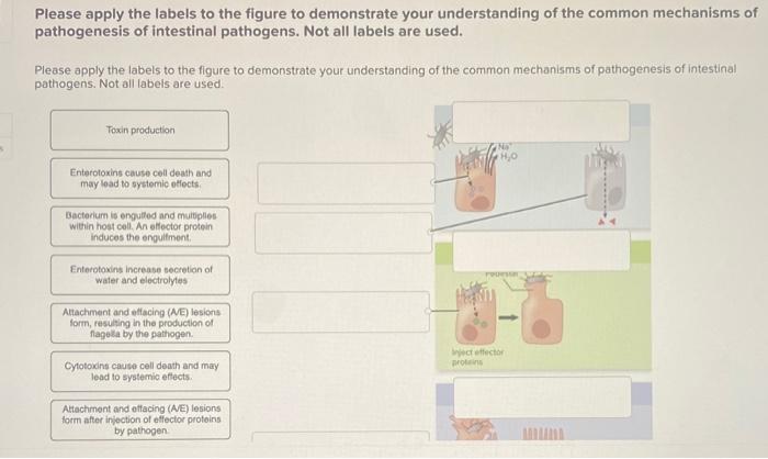 Please apply the labels to the figure to demonstrate | Chegg.com