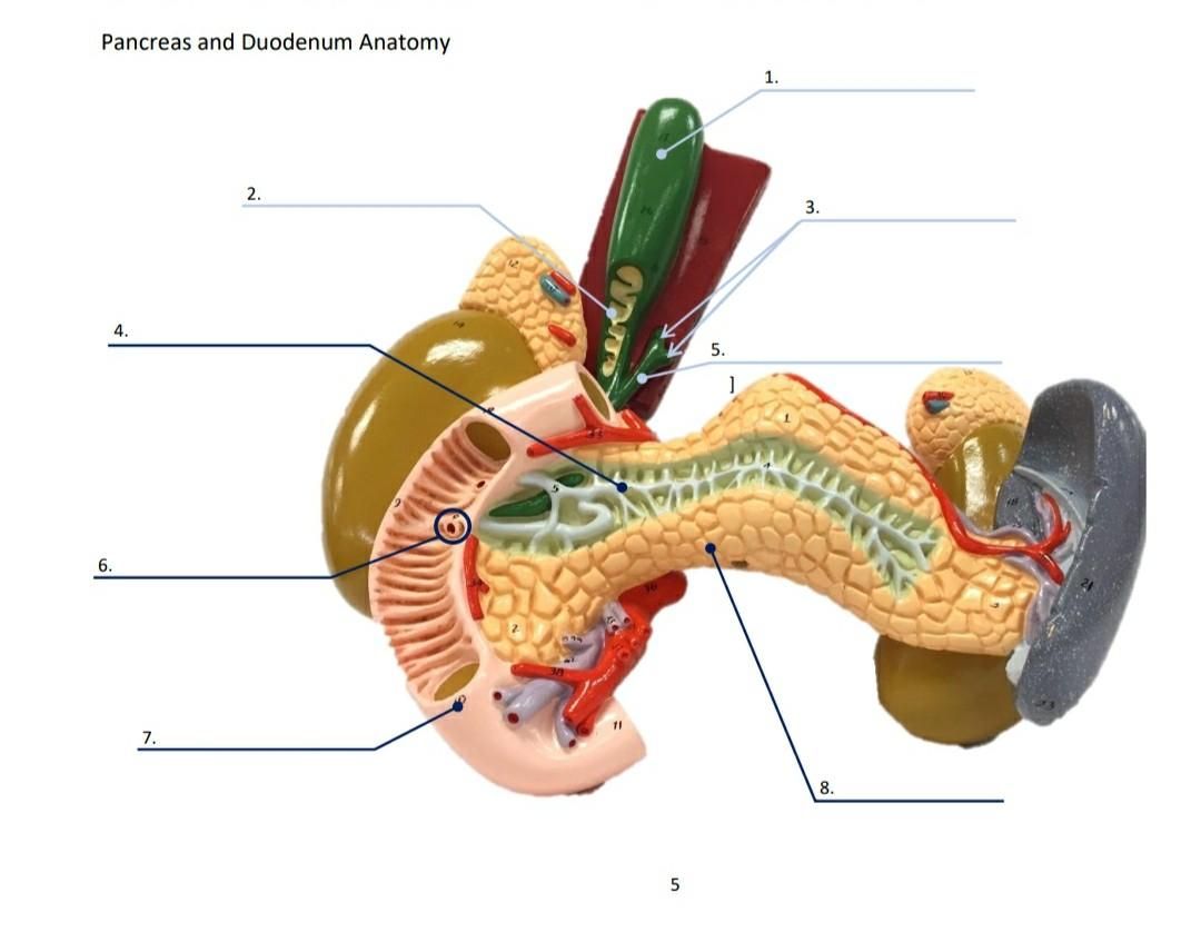Solved Digestive Tract Anatomy 1. 2. 3. 4. 5. 6. 7. 1 | Chegg.com