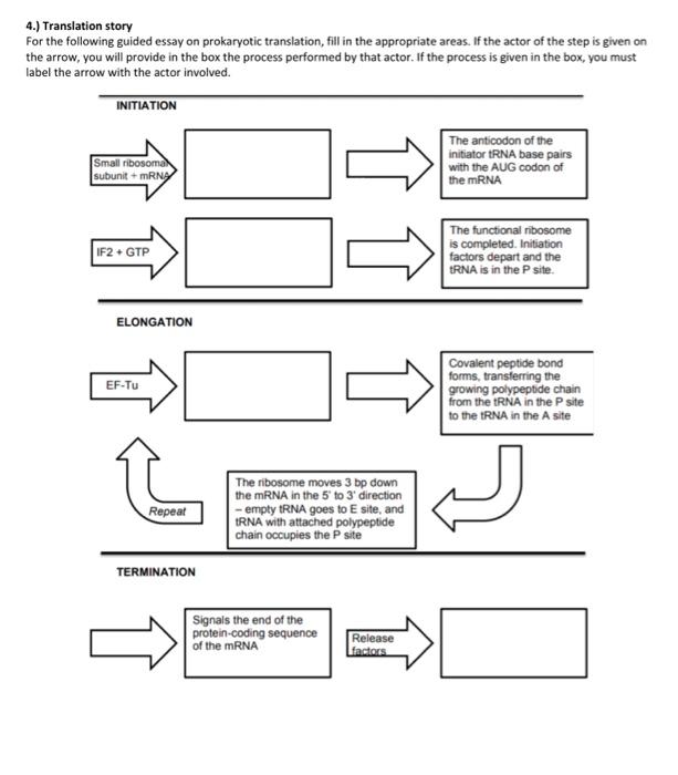 Solved 4.) Translation story For the following guided essay | Chegg.com