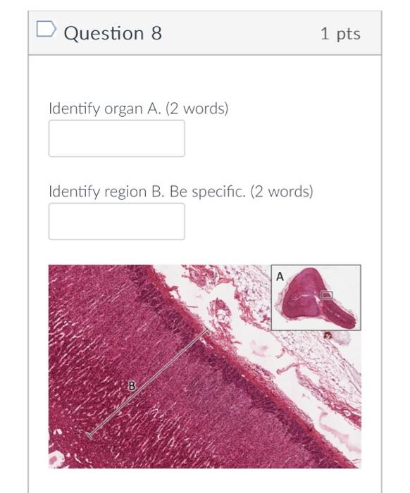 Identify organ A. (2 words) Identify region B. Be | Chegg.com Identify organ A. (2 words) Identify region B. Be | Chegg.com
