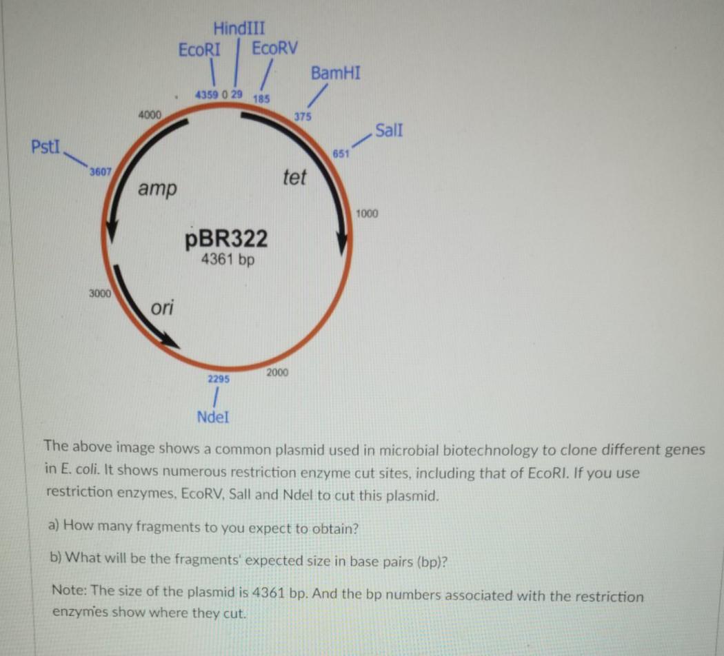 Solved HindIII ECORI EcoRV BamHI 4359 0 29 185 4000 375 Sall | Chegg.com