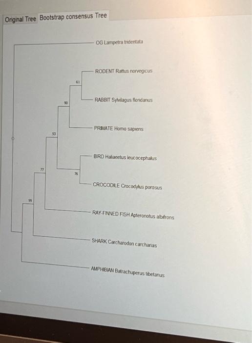 Solved Orininal Tree Bootstrap consensus Tree OG Lampetra | Chegg.com