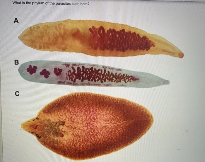 Solved What is the phylum of the parasites seen here? A B C | Chegg.com