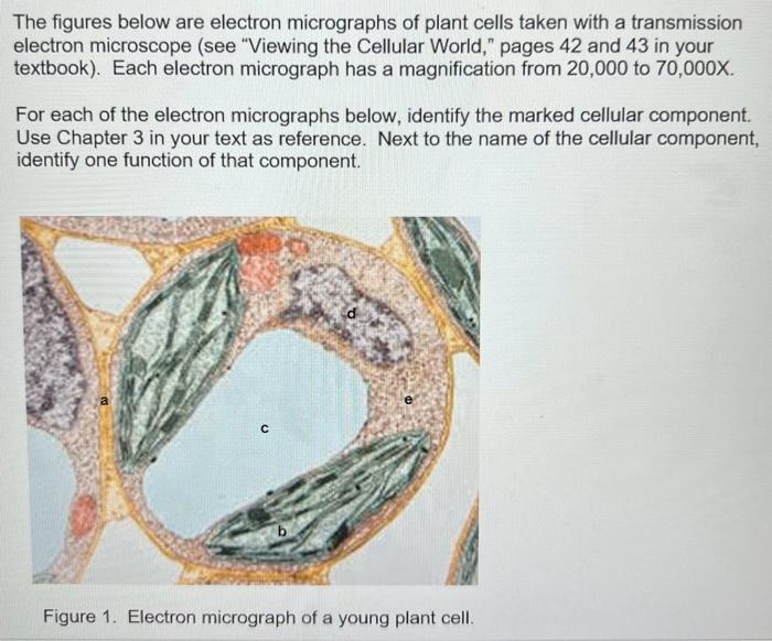 Solved The figures below are electron micrographs of plant | Chegg.com