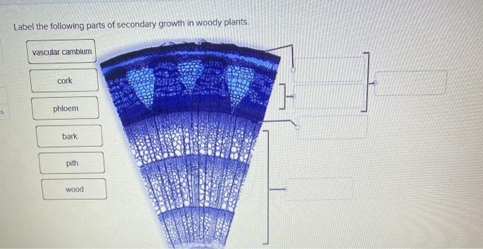 Solved Label the following parts of secondary growth in | Chegg.com