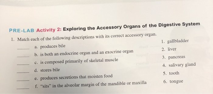 Solved PRE-LAB Activity 2: Exploring the Accessory Organs of | Chegg.com