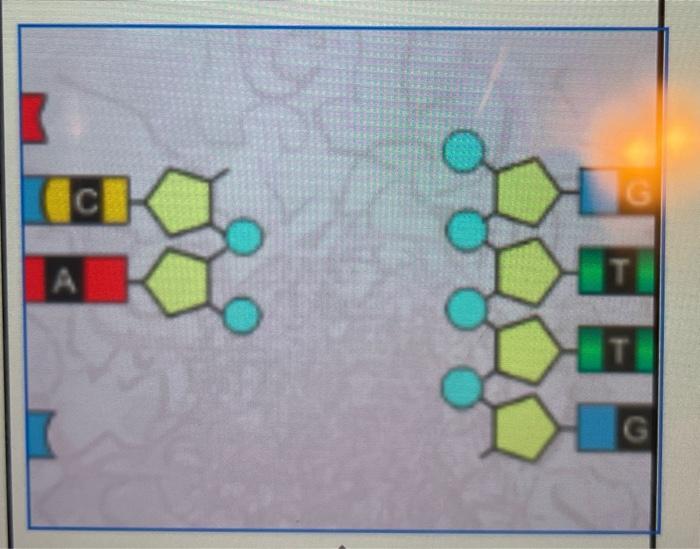 Solved 3. Build: Complete the two molecules of DNA by | Chegg.com