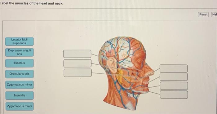 Solved Label the muscles of the head and neck. | Chegg.com