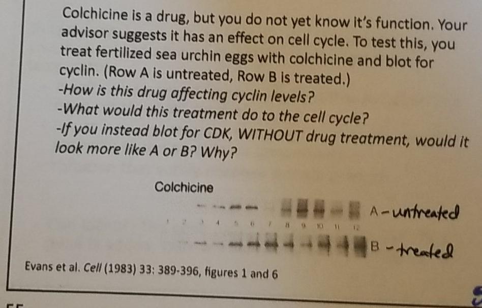 Solved Colchicine is a drug, but you do not yet know it's | Chegg.com
