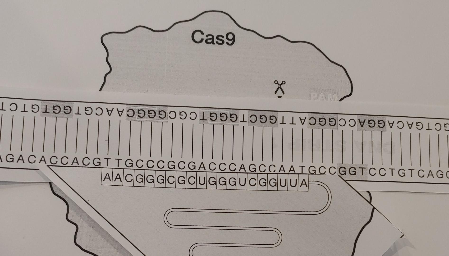 Use the blank DNA strip along with the rest of the | Chegg.com