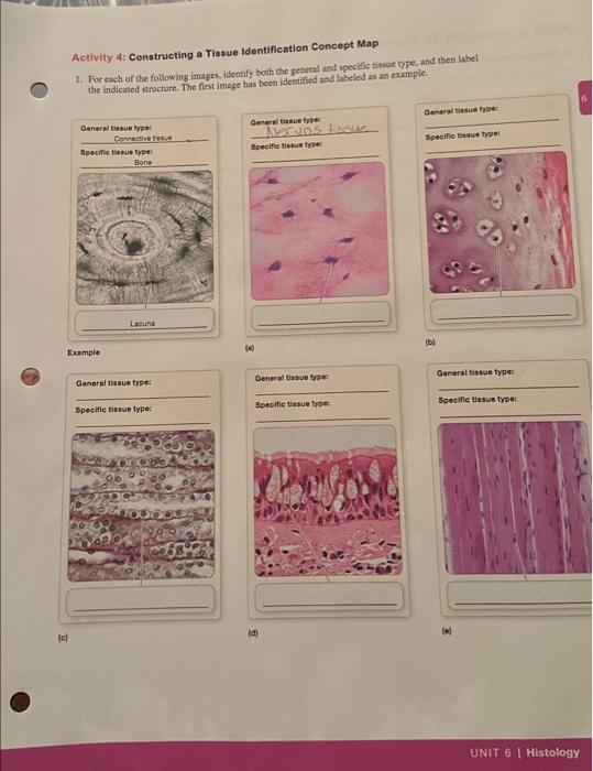 Solved Activity 4: Constructing a Tissue Identification | Chegg.com