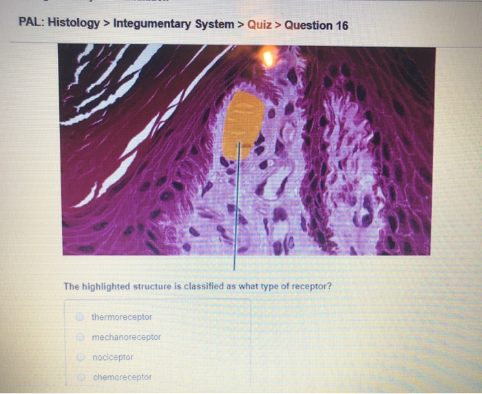 Solved 9 PAL: Histology > Integumentary System > SS M Which | Chegg.com